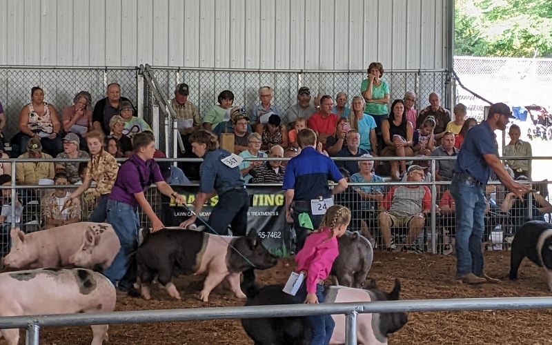Packed house at Junior Fair Swine Show – Peak of Ohio