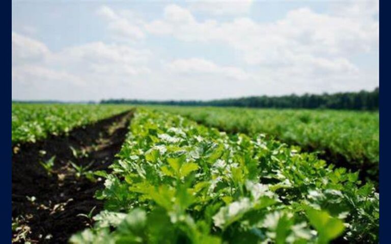 Weirs Farm Expands Produce Recall – Peak of Ohio